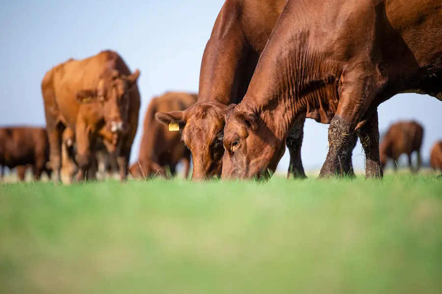 Advancing Animal Welfare A Closer Look At The New EU Regulation advancing-animal-welfare-a-closer-look-at-the-new-eu-regulation